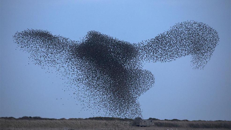 Mirada al cielo: los misterios de las formaciones de pájaros en vuelo