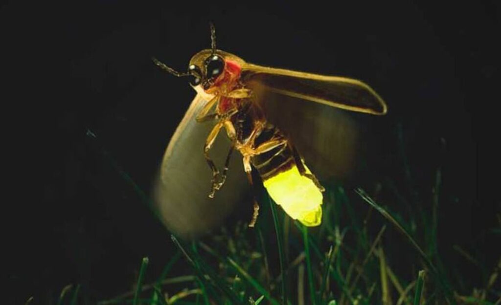 El baile de las luciérnagas: un espectáculo lumínico en el mundo insecto